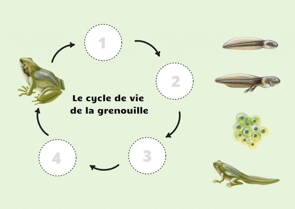 La grenouille – Morphologie et cycle de vie – Creadoc un outil et des ...